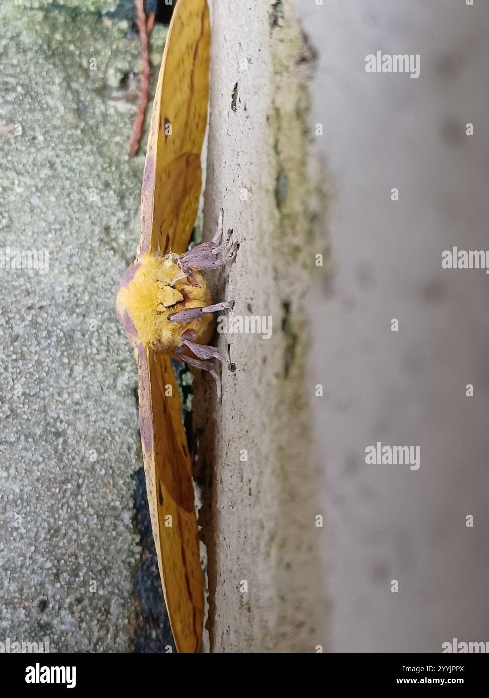 Imperial Moth (Eacles imperialis Stock Photo - Alamy