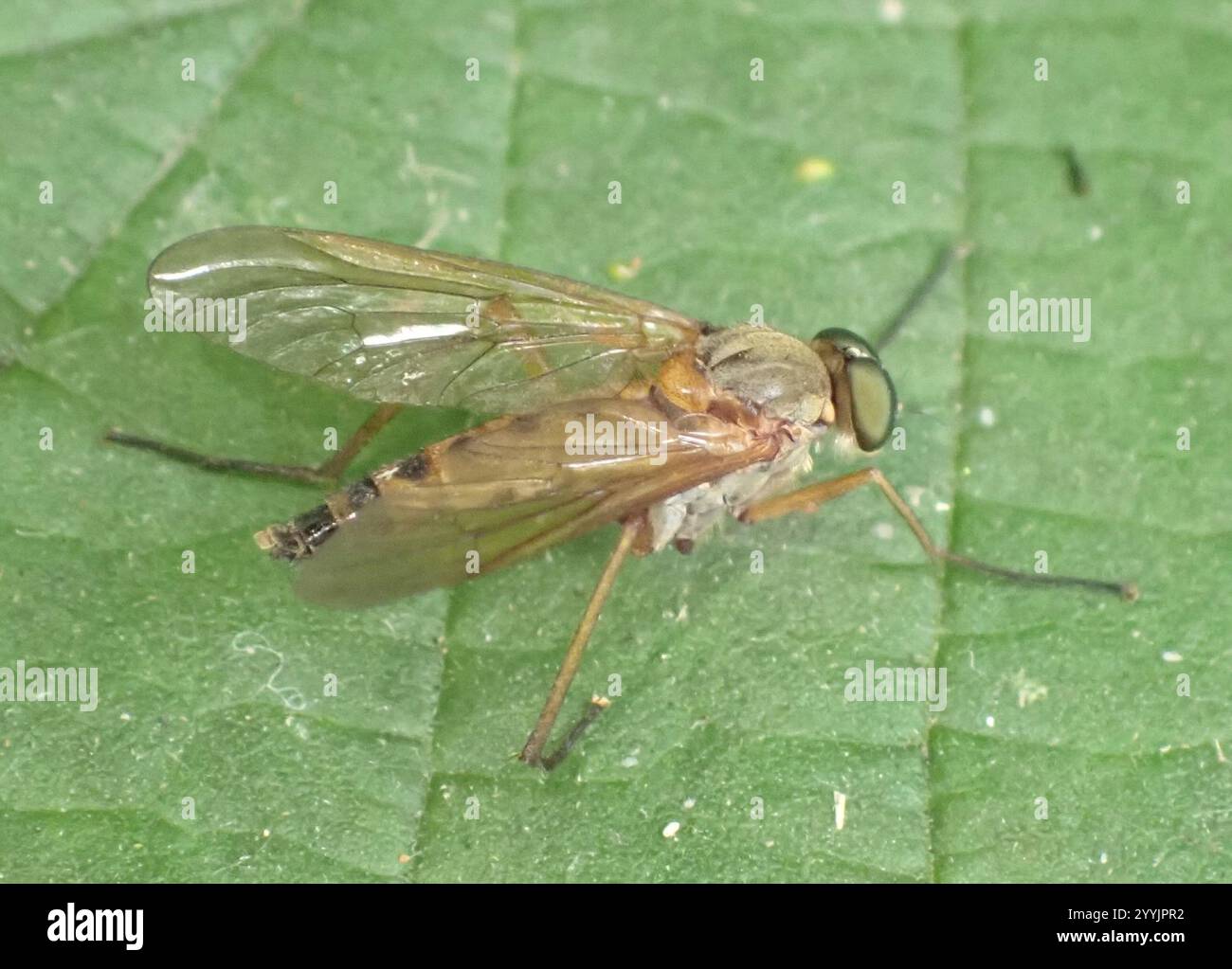 Rhagio tringarius hi-res stock photography and images - Alamy