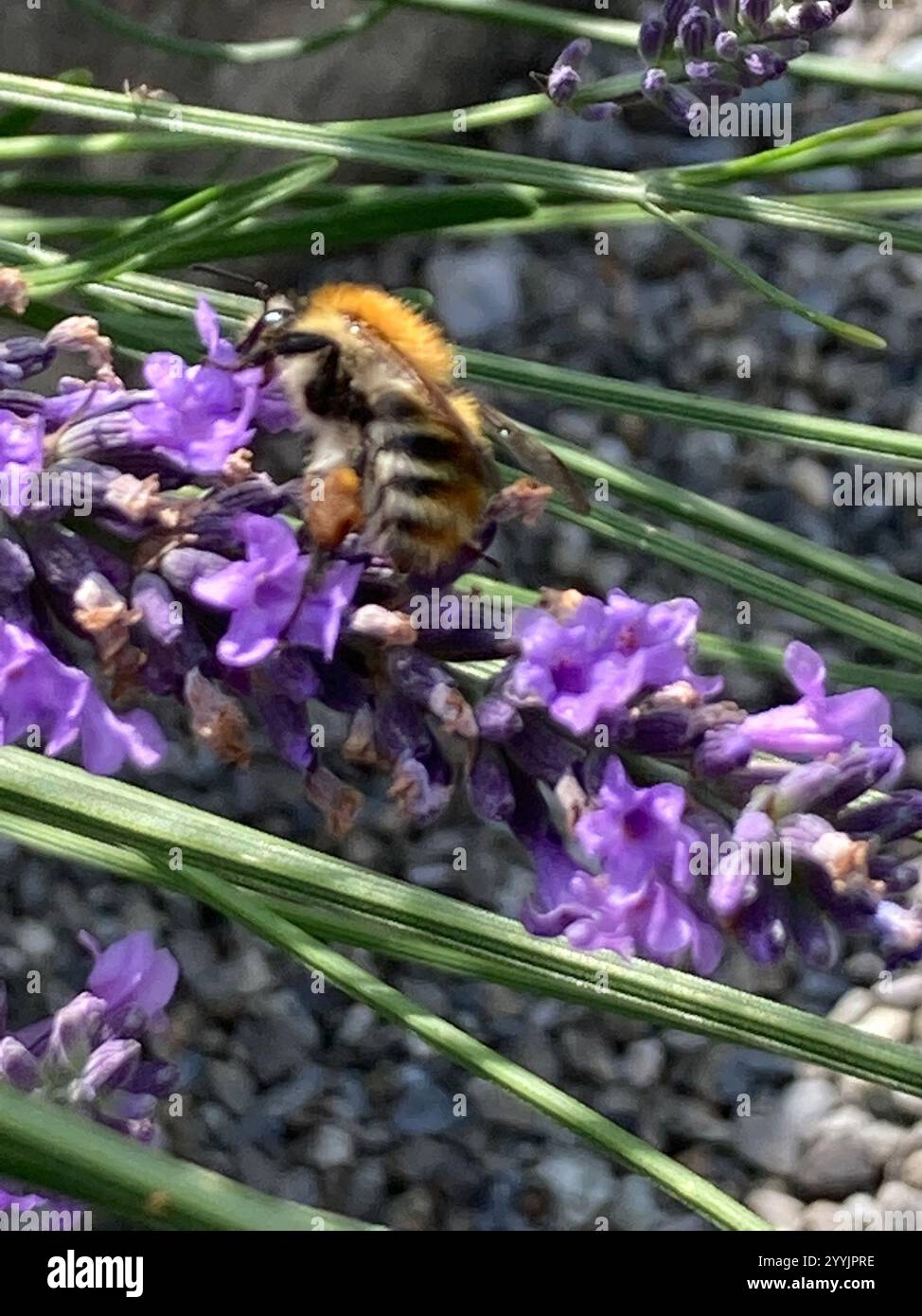 Common Carder Bumble Bee (Bombus pascuorum Stock Photo - Alamy