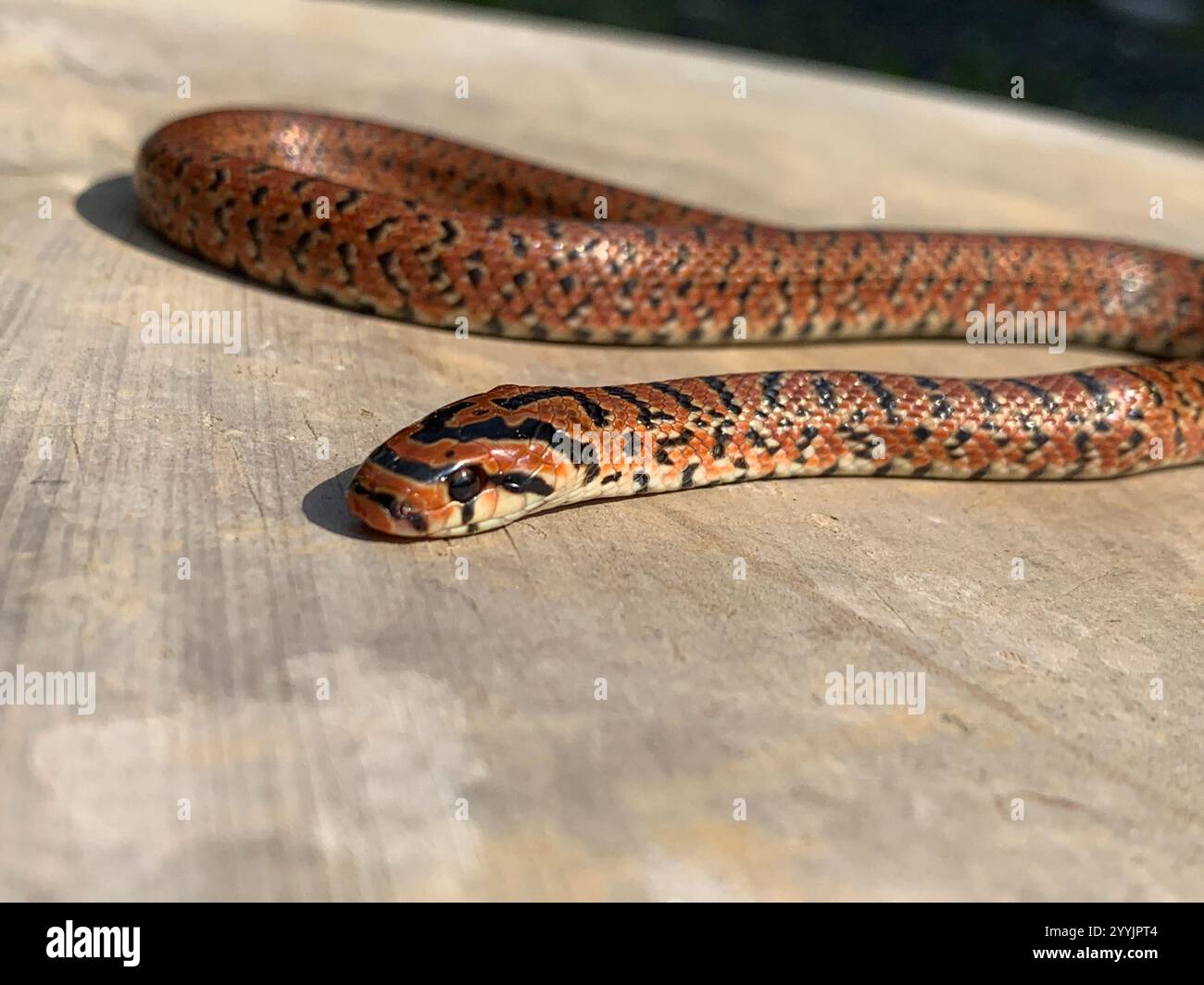 Japanese Forest Ratsnake (Euprepiophis conspicillata Stock Photo - Alamy
