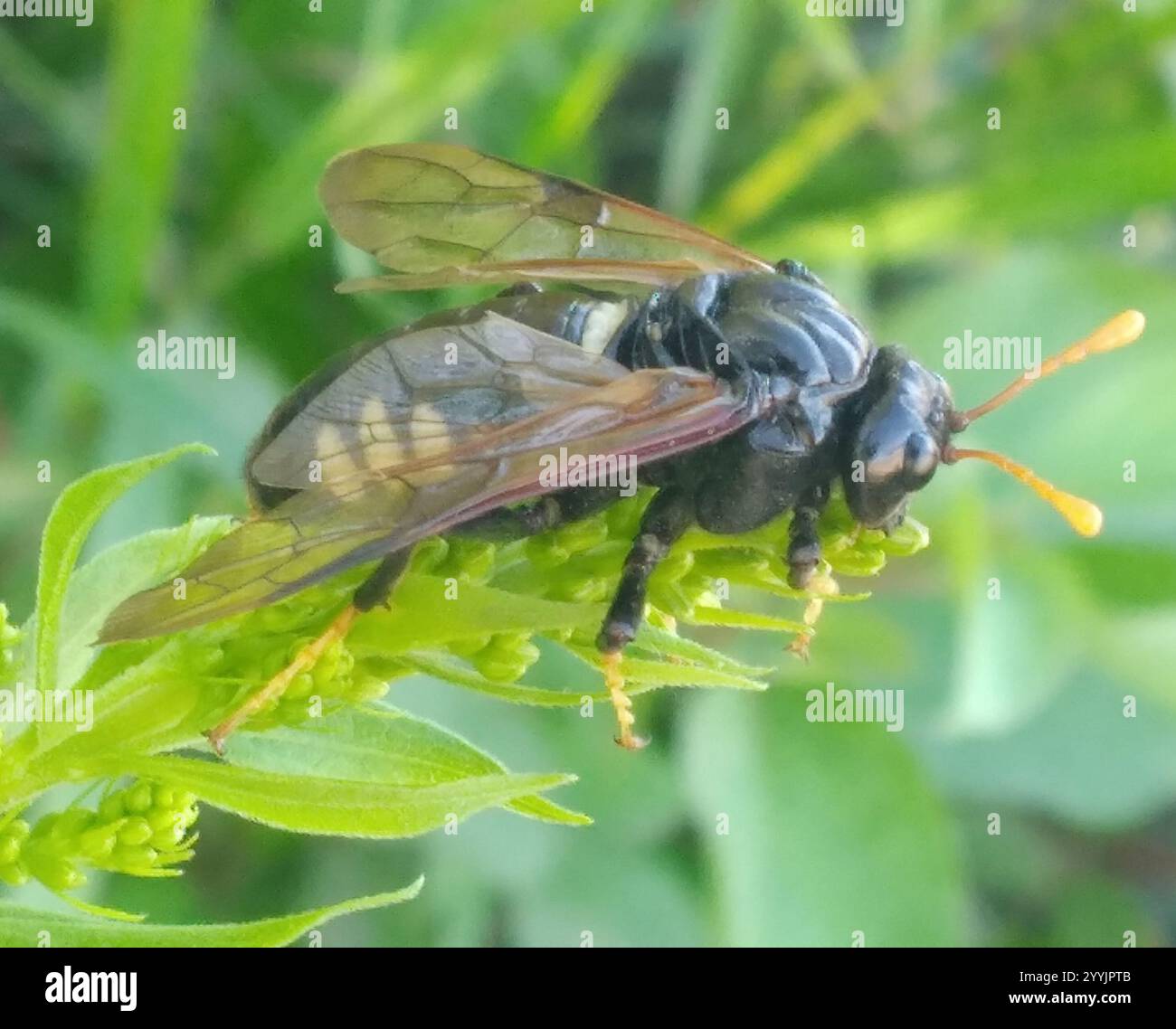 North American Elm Sawfly (Cimbex americanus Stock Photo - Alamy