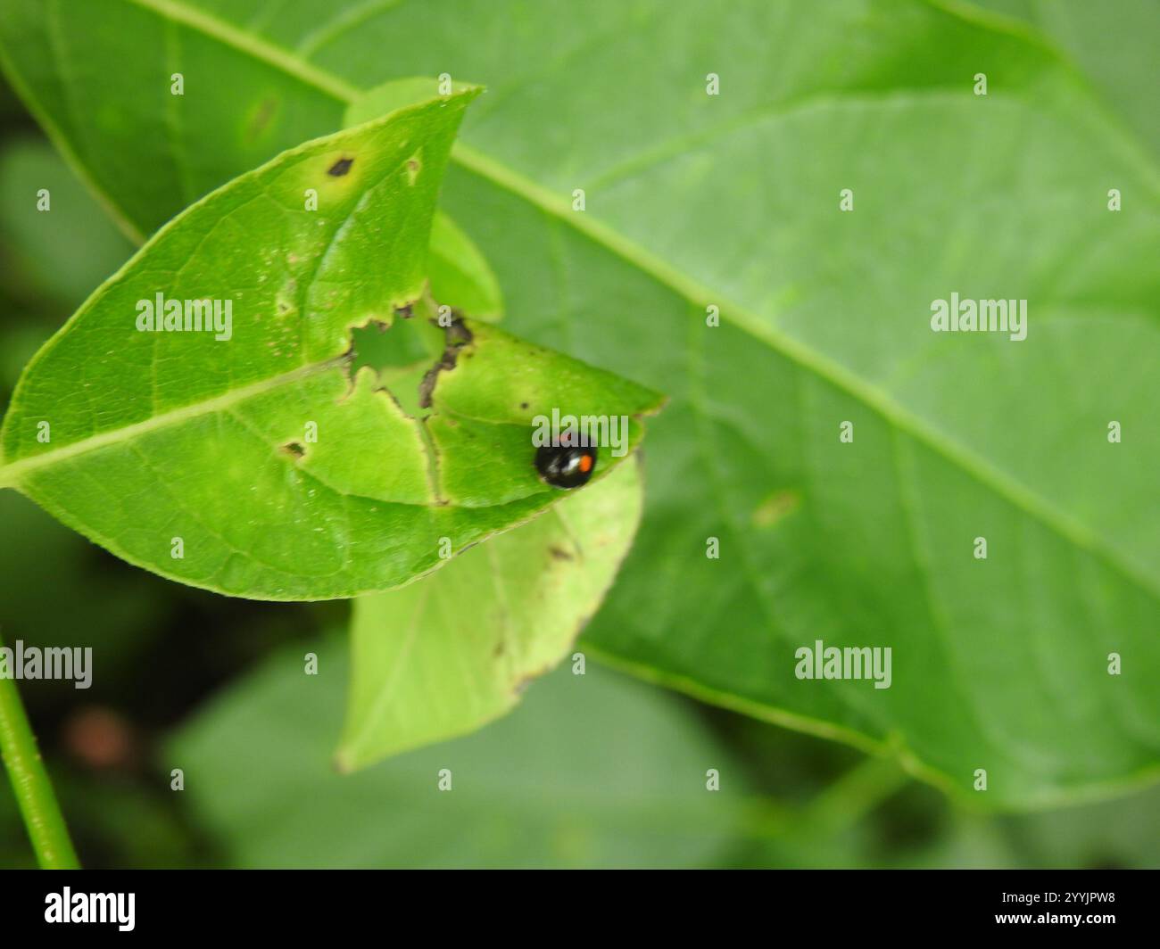 Twice-stabbed Lady Beetle (Chilocorus stigma Stock Photo - Alamy