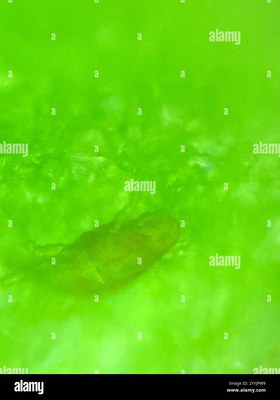 Mites and Ticks (Acari Stock Photo - Alamy