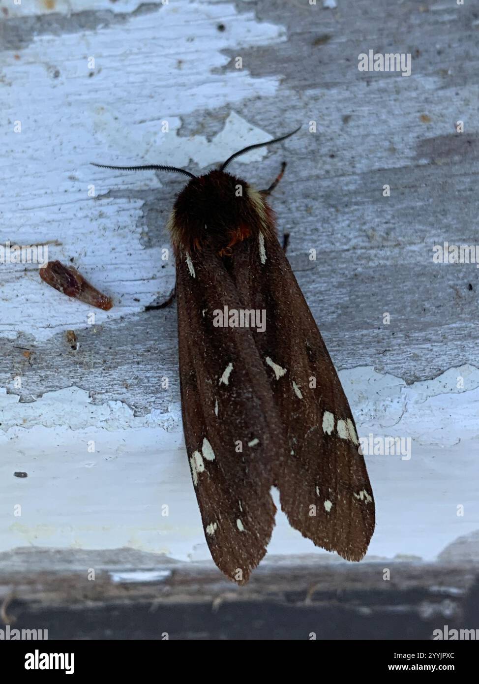 St. Lawrence Tiger Moth (Arctia parthenos Stock Photo - Alamy