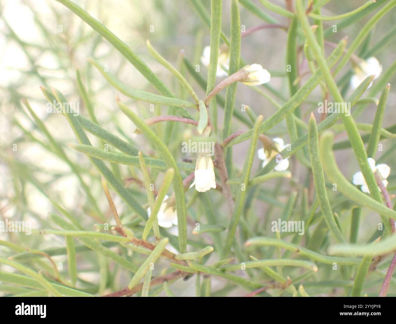 flowering plants (Angiospermae Stock Photo - Alamy