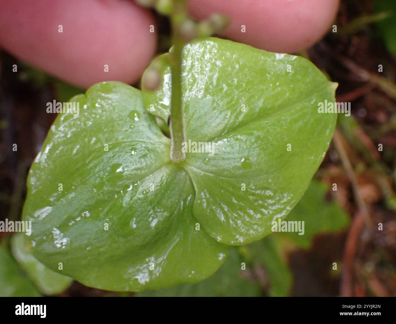 Heartleaf Twayblade (Neottia cordata Stock Photo - Alamy