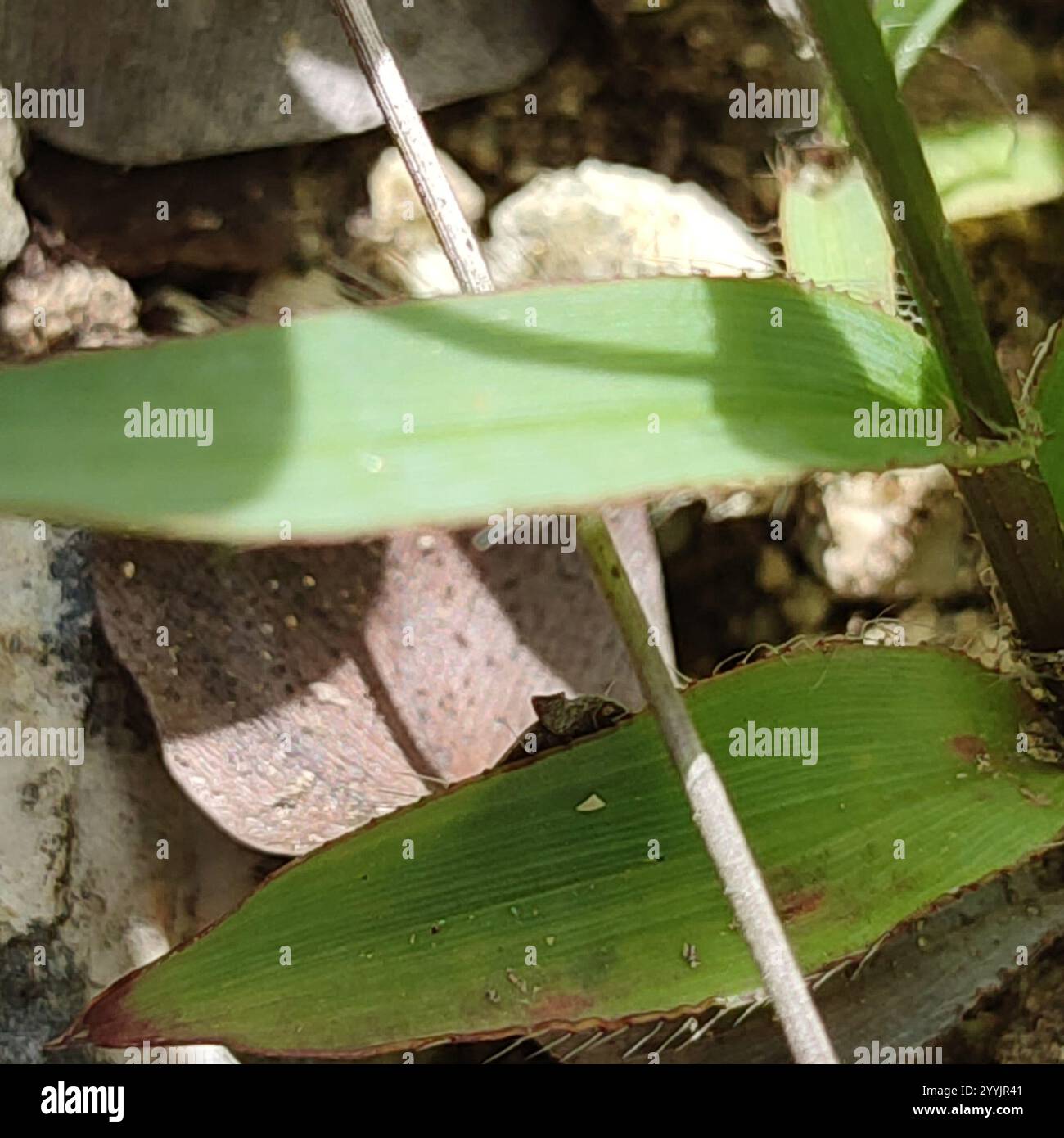 Blue Crowngrass (Paspalum caespitosum Stock Photo - Alamy