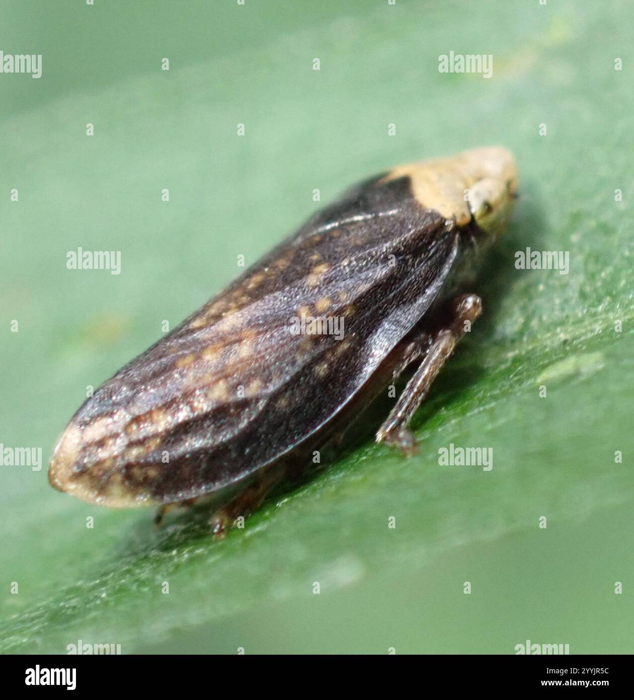 Meadow Spittlebug (Philaenus spumarius Stock Photo - Alamy