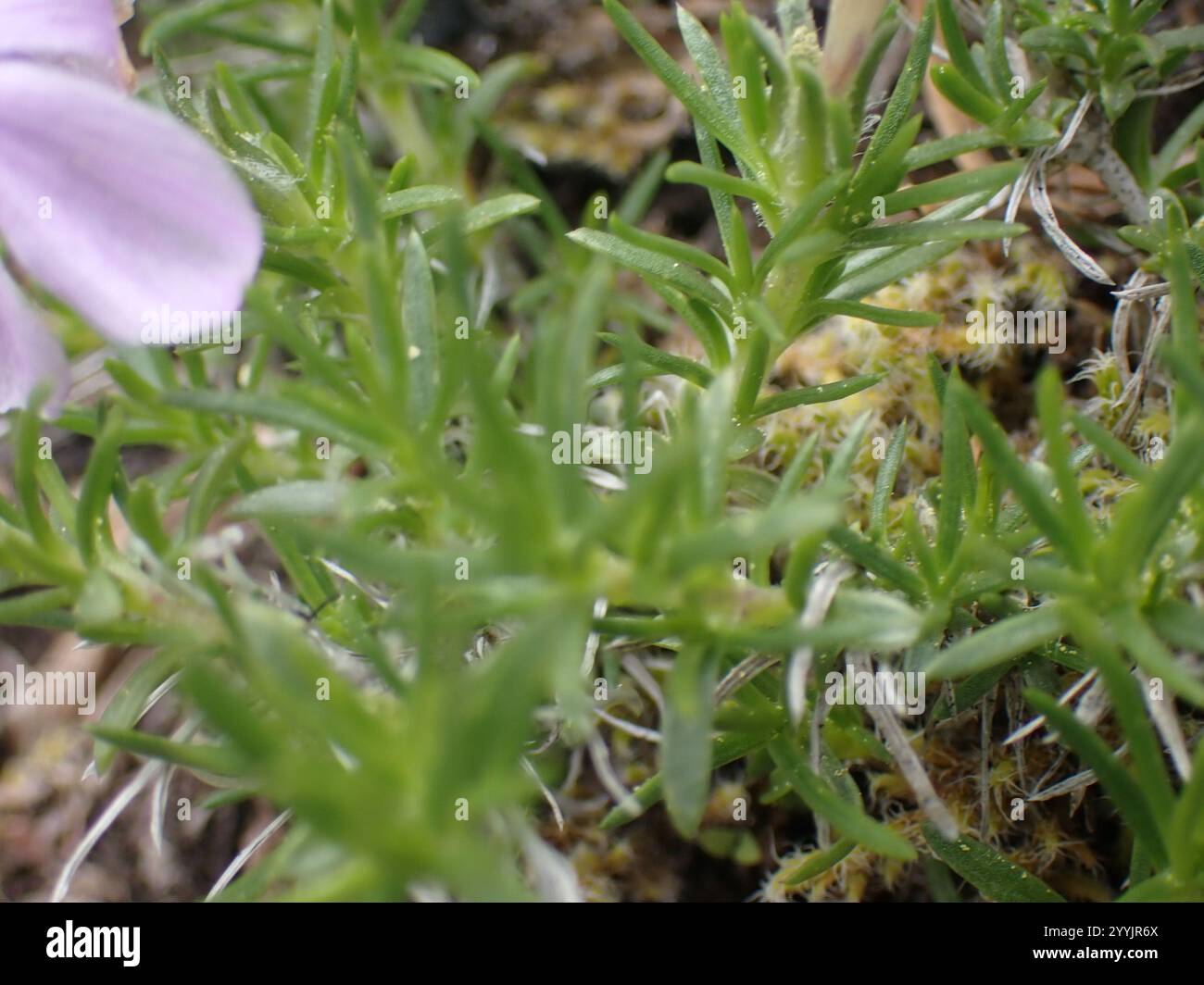 spreading phlox (Phlox diffusa Stock Photo - Alamy