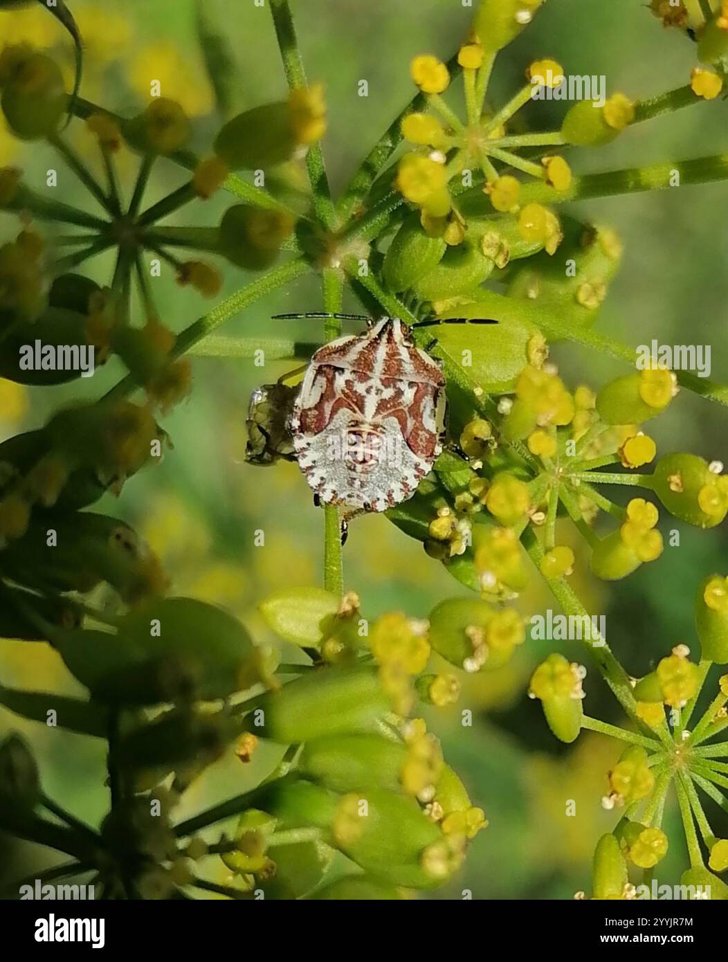 Black-shouldered Shieldbug (Carpocoris purpureipennis Stock Photo - Alamy