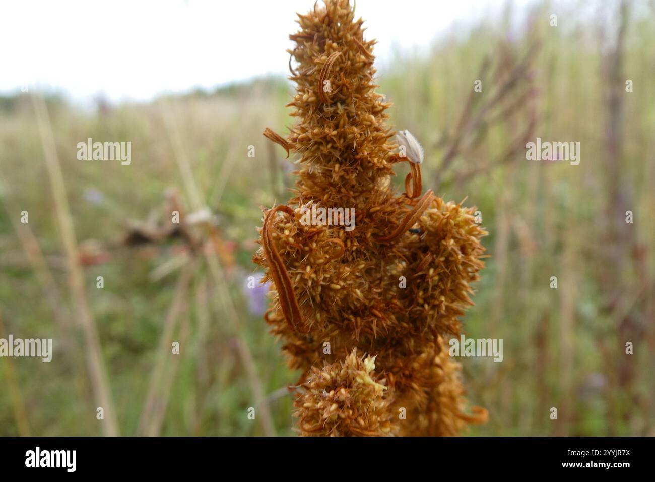 Golden Dock (Rumex maritimus Stock Photo - Alamy