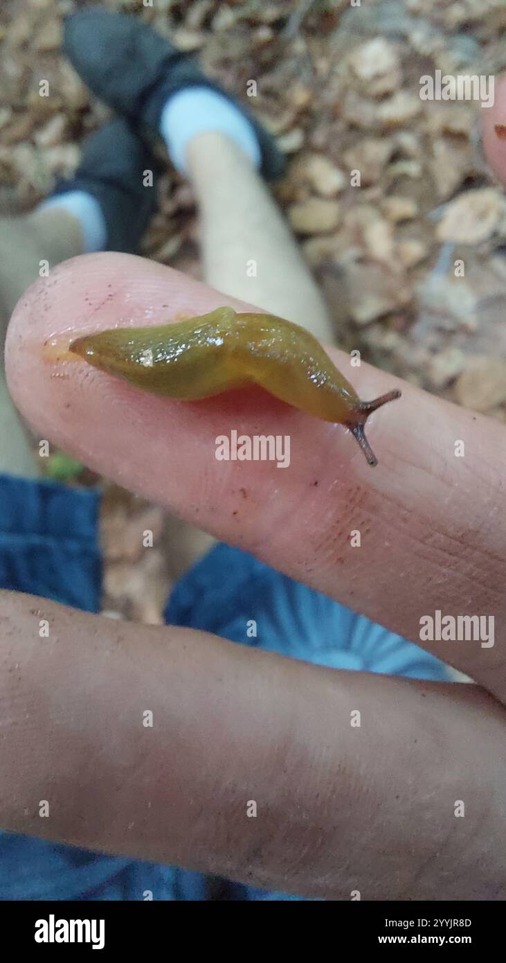 Lemon Slug (Malacolimax tenellus Stock Photo - Alamy