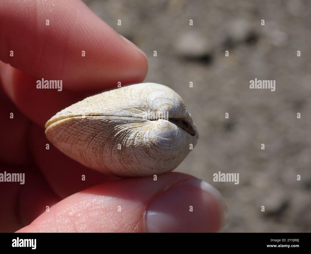 Japanese Littleneck (Ruditapes philippinarum Stock Photo - Alamy