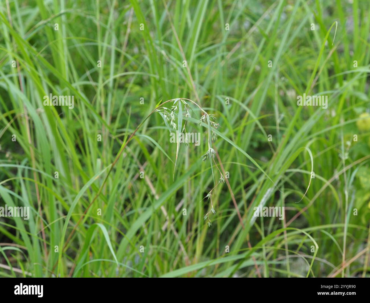 Glutene-rice Grass (Apluda mutica Stock Photo - Alamy