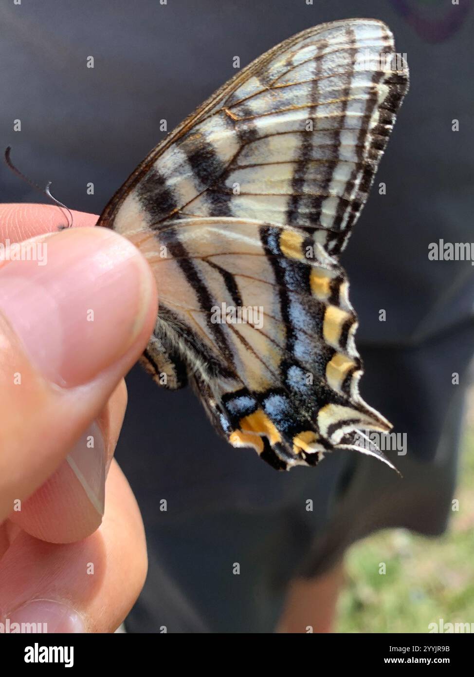 Canadian Tiger Swallowtail (Papilio canadensis Stock Photo - Alamy