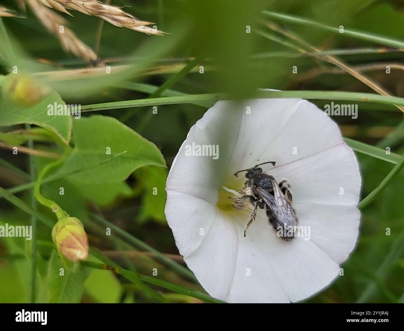 Lesser Bindweed Bee (Systropha curvicornis Stock Photo - Alamy