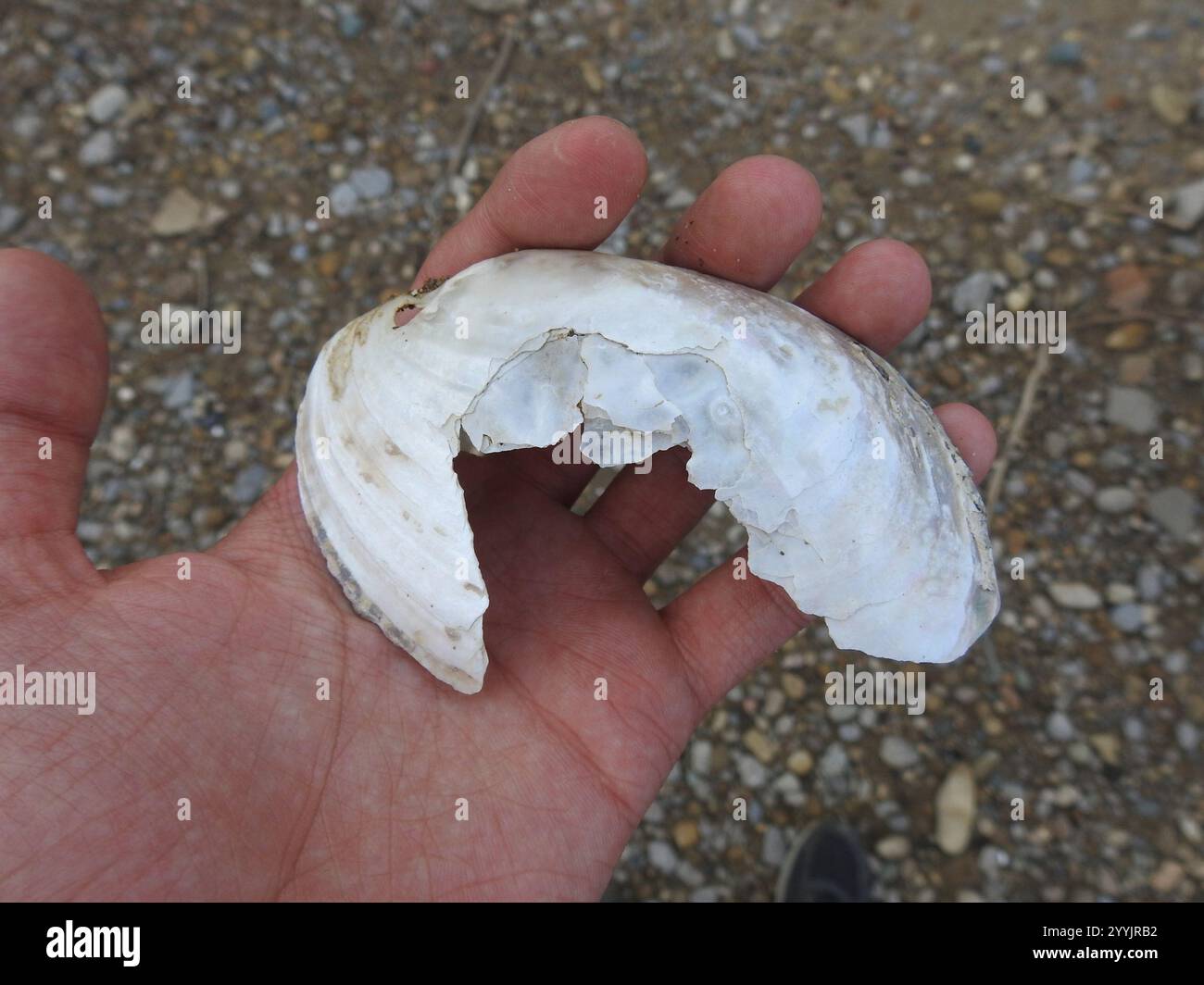 Fragile Papershell (Potamilus fragilis Stock Photo - Alamy