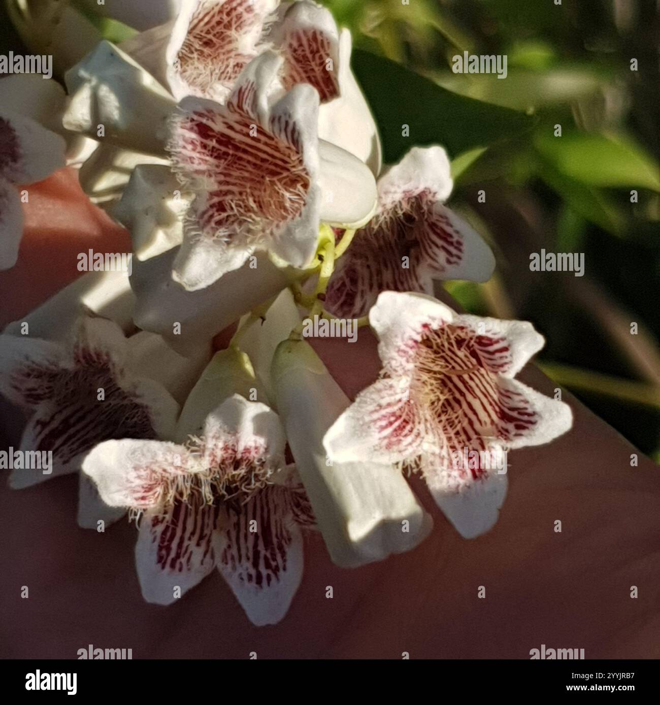 wonga vine (Pandorea pandorana Stock Photo - Alamy