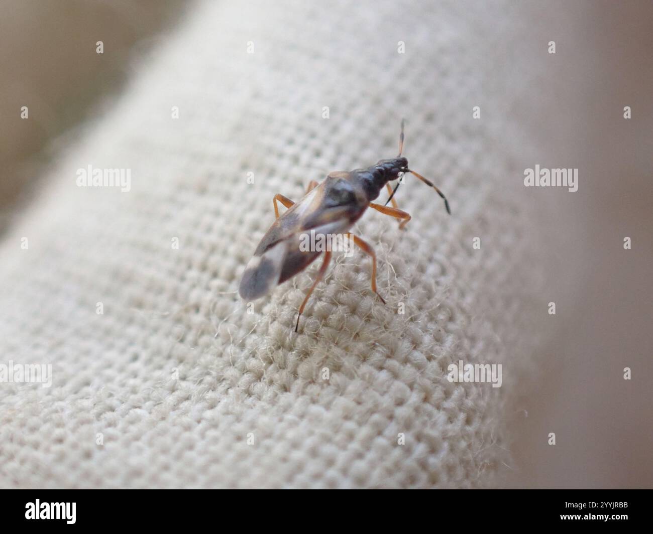 Minute pirate bugs (Anthocoridae Stock Photo - Alamy