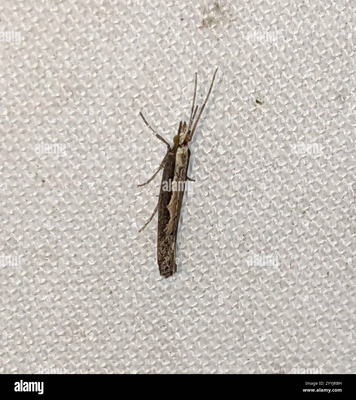 Diamondback Moth (Plutella xylostella Stock Photo - Alamy