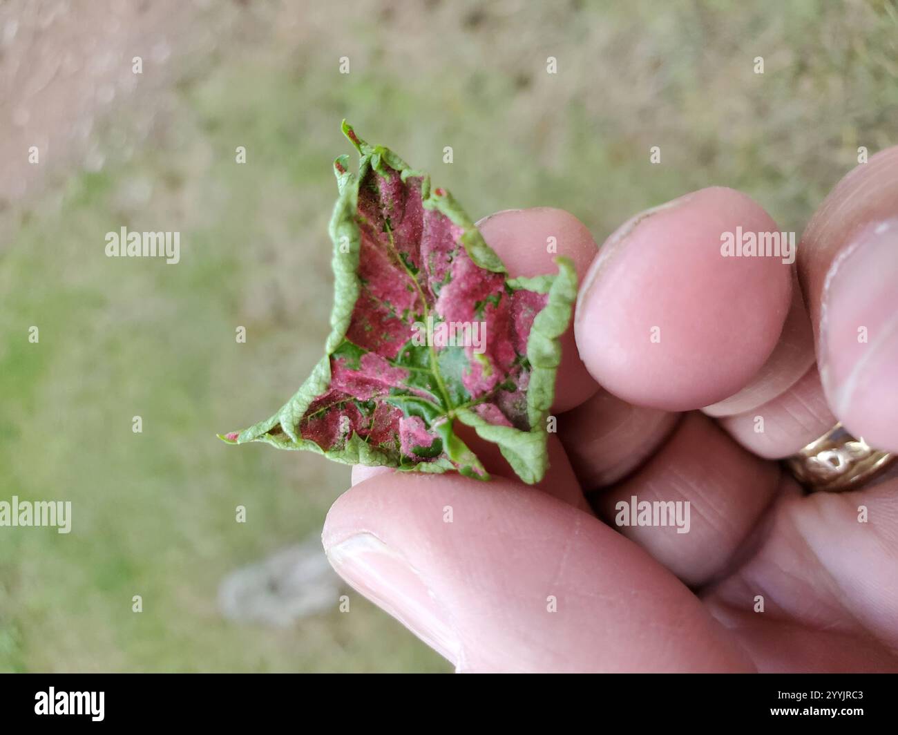 Rocky Mountain Maple Felt Mite (Aceria calaceris Stock Photo - Alamy