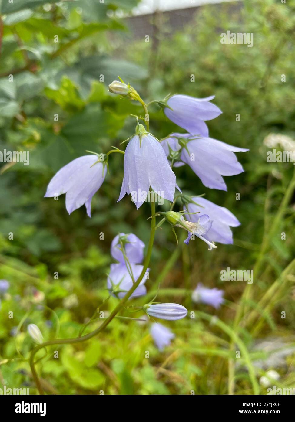 Common Harebell (Campanula rotundifolia Stock Photo - Alamy