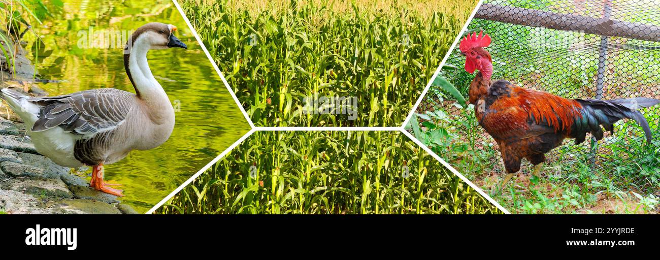 Poultry farm and corn field. Corn is a feed crop for poultry farming ...