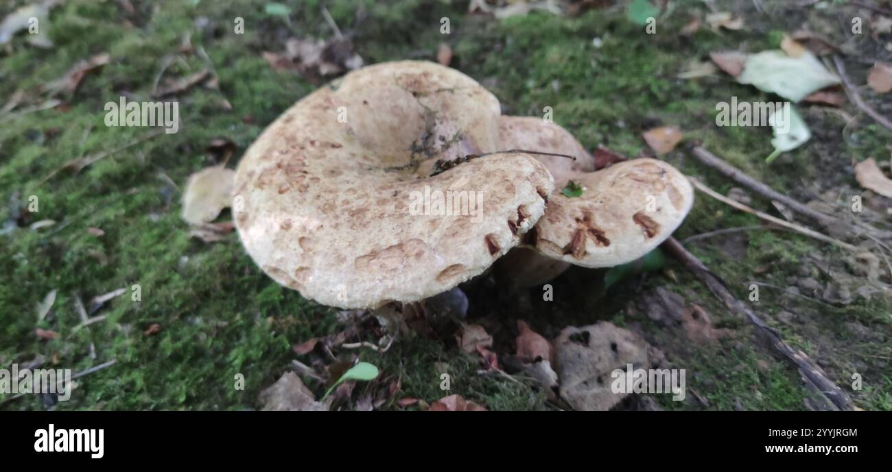 Blushing Milkcap (Lactarius controversus Stock Photo - Alamy