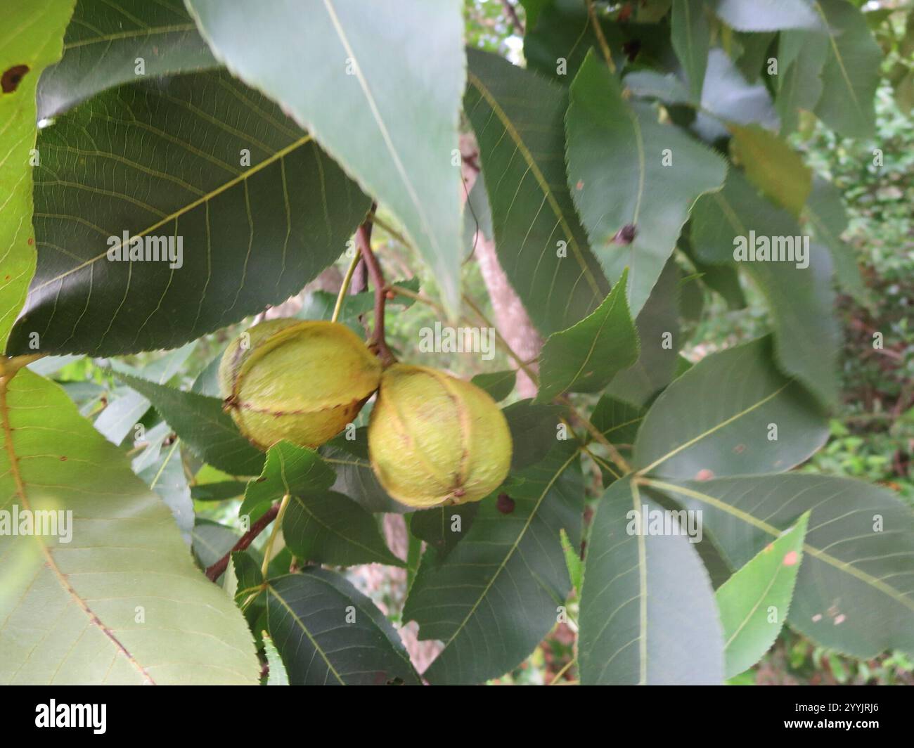 bitternut hickory (Carya cordiformis Stock Photo - Alamy