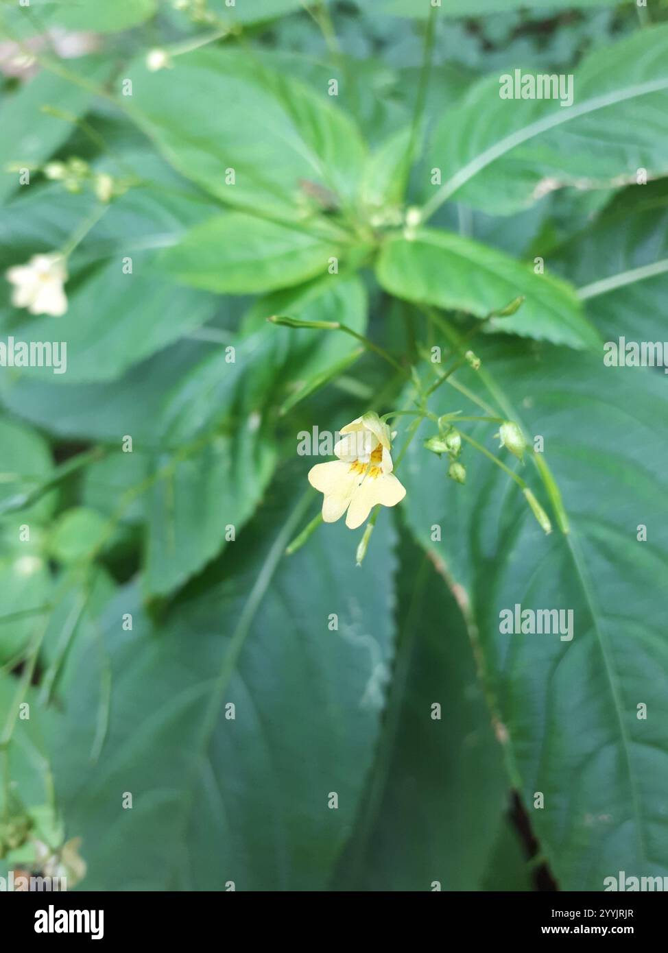 small balsam (Impatiens parviflora Stock Photo - Alamy