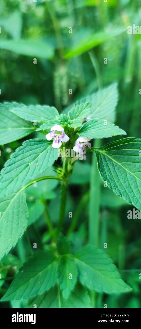 Common hemp-nettle (Galeopsis tetrahit Stock Photo - Alamy