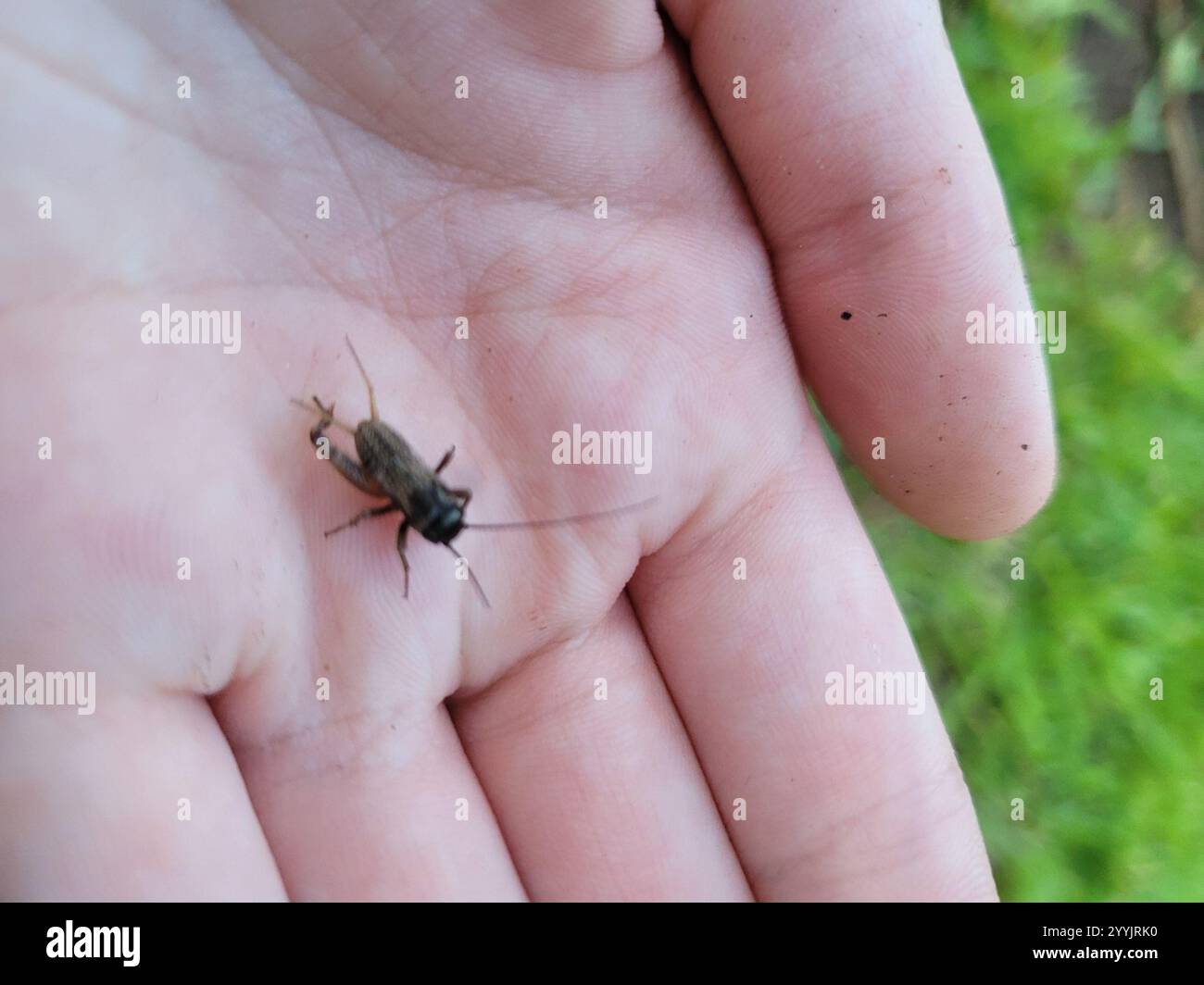 Eastern Trilling Cricket (Gryllus rubens Stock Photo - Alamy