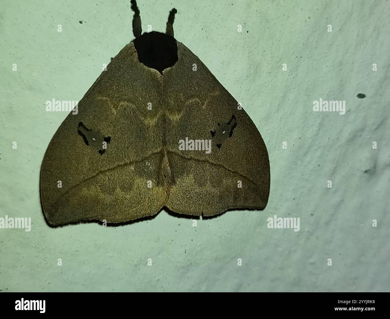 Emperor and Giant Silk Moths (Saturniidae Stock Photo - Alamy