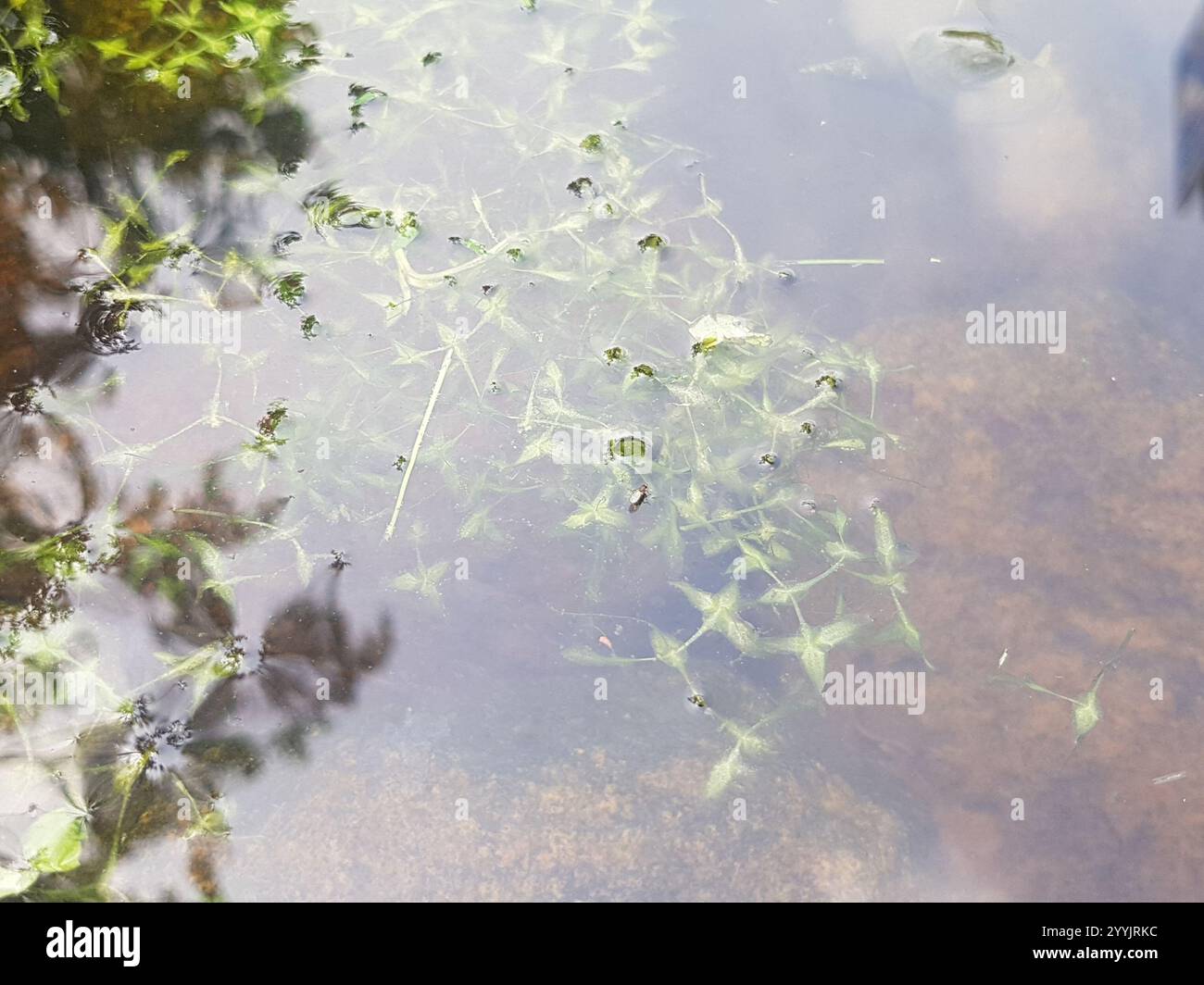Ivy-leaved Duckweed (Lemna trisulca Stock Photo - Alamy