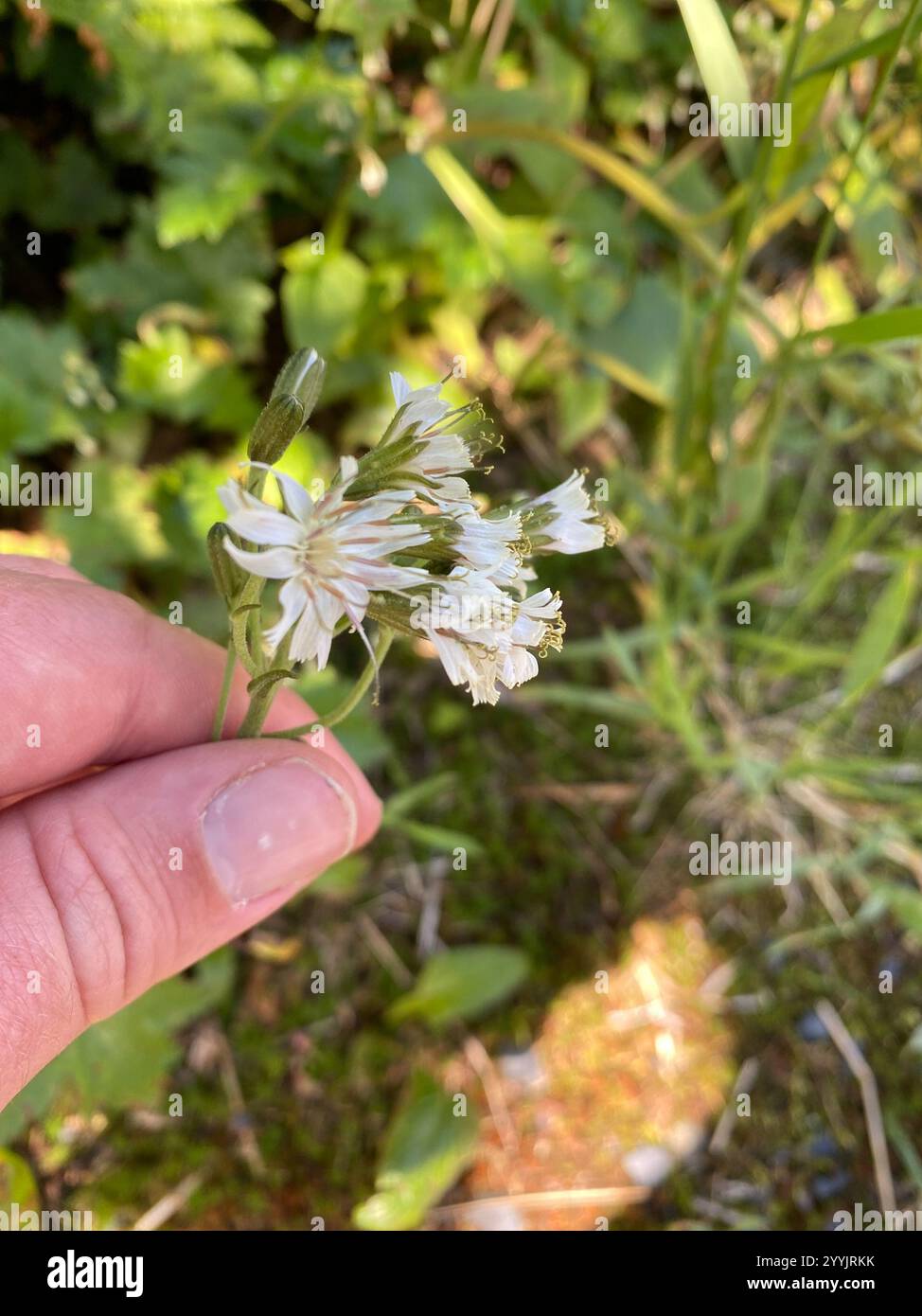 western rattlesnake root (Nabalus alatus Stock Photo - Alamy