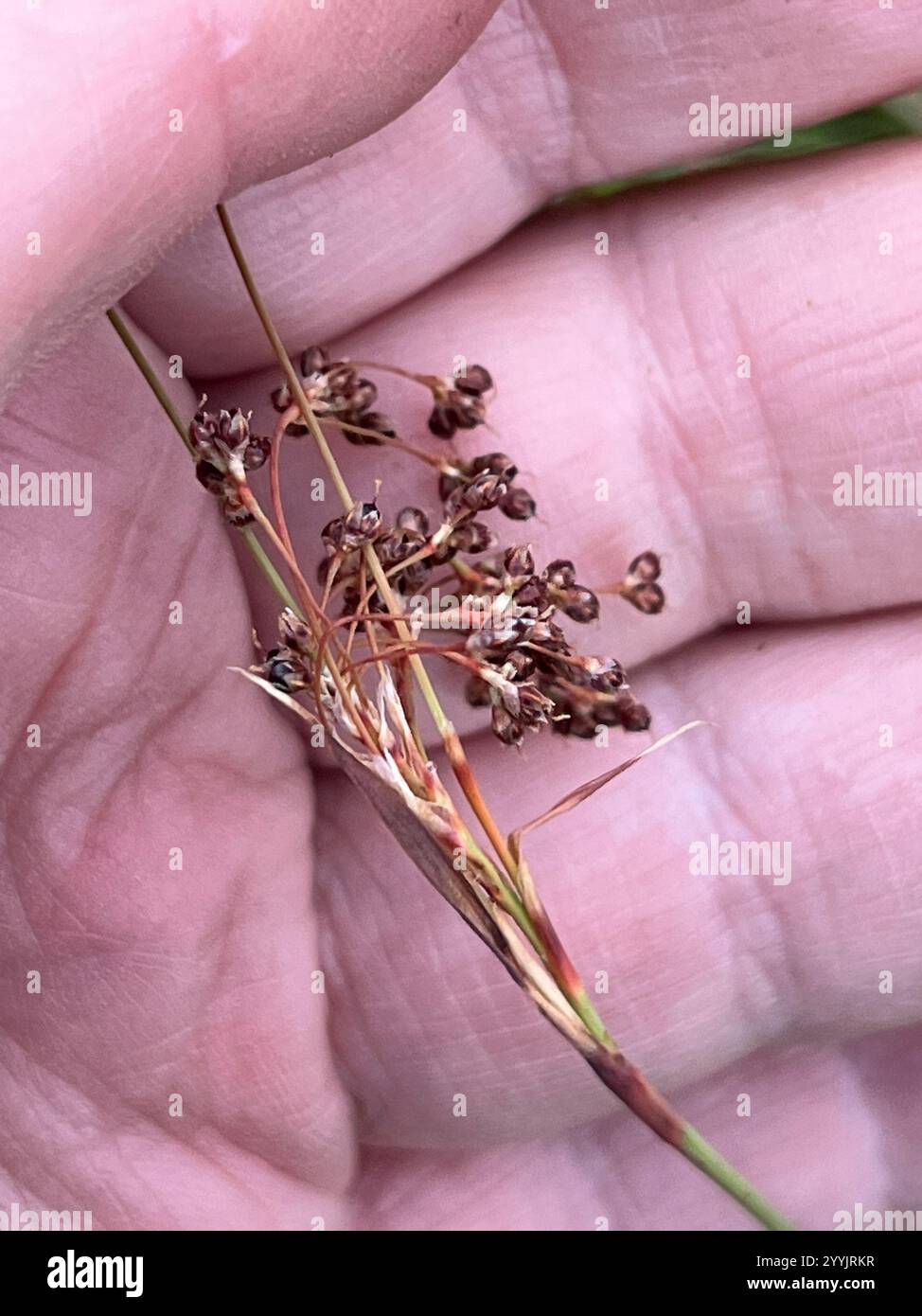 Small-flower Woodrush (Luzula parviflora Stock Photo - Alamy