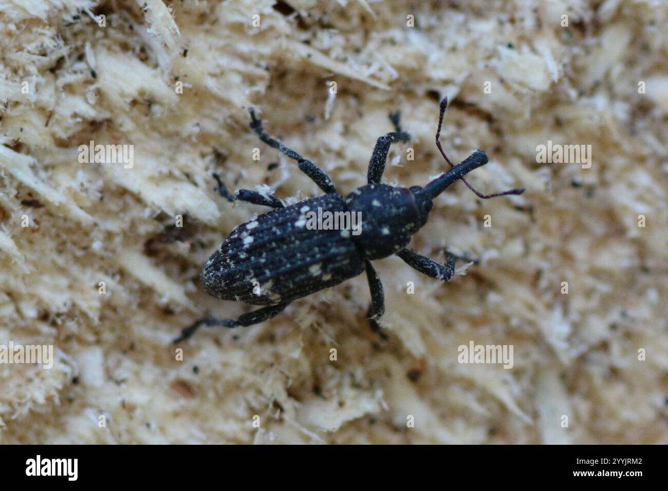 Pissodes hi-res stock photography and images - Alamy