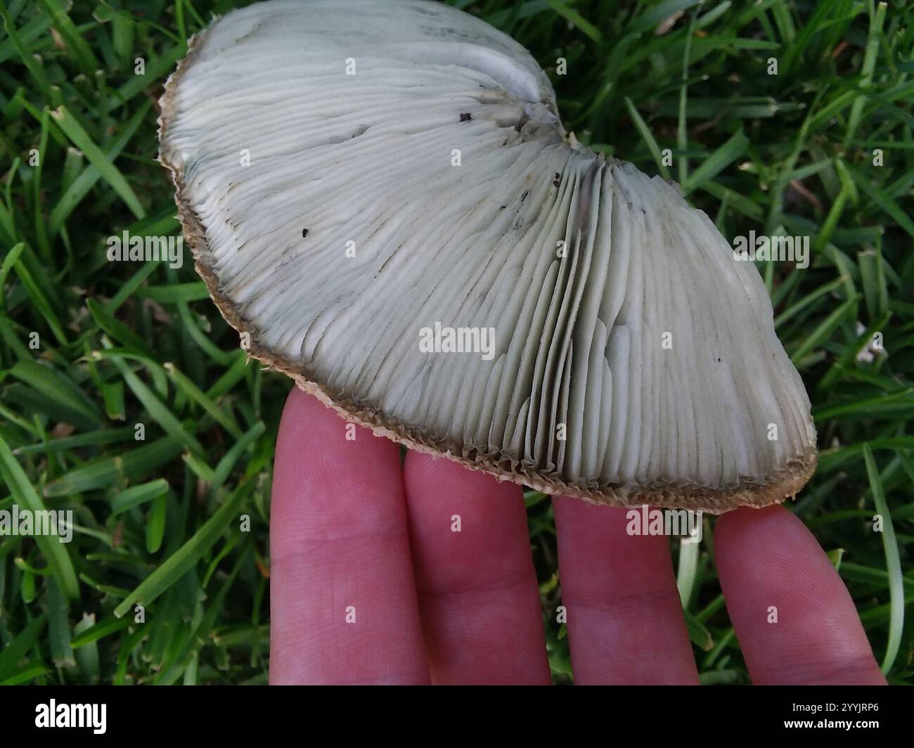 green-spored parasol (Chlorophyllum molybdites Stock Photo - Alamy