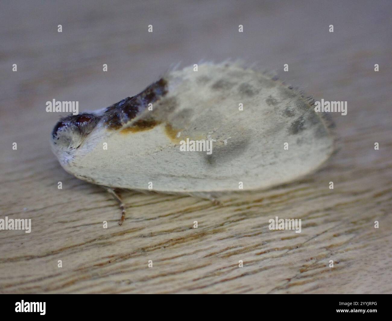Cilix hi-res stock photography and images - Alamy