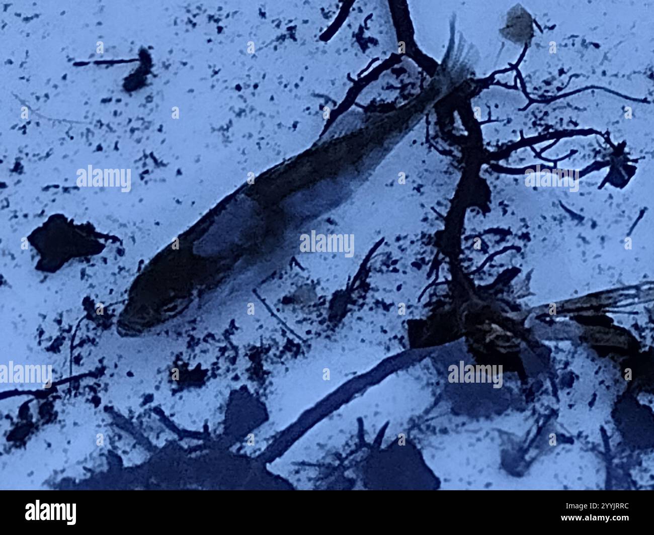 Threespine Stickleback (Gasterosteus aculeatus Stock Photo - Alamy