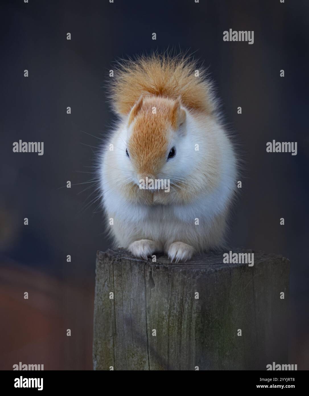 White squirrel (leucistic red squirrel) sitting on a post on a cold ...