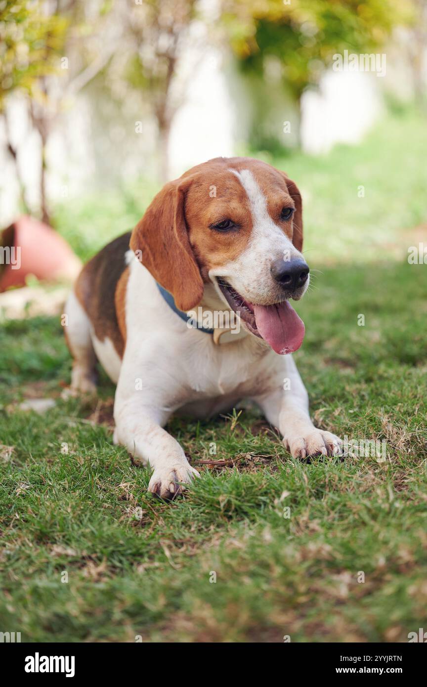 Dog tracking collar hi-res stock photography and images - Alamy