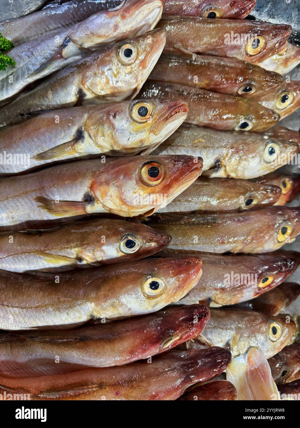 Fresh Whiting (Merlangius merlangus) on a wet fish display counter in ...