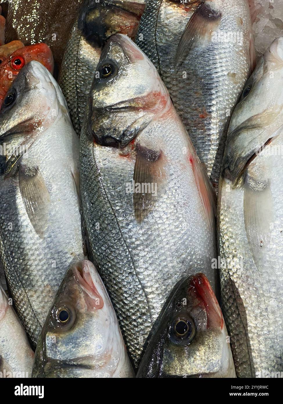 Fresh farmed sea bass (Dicentrarchus labrax) on a wet fish display ...