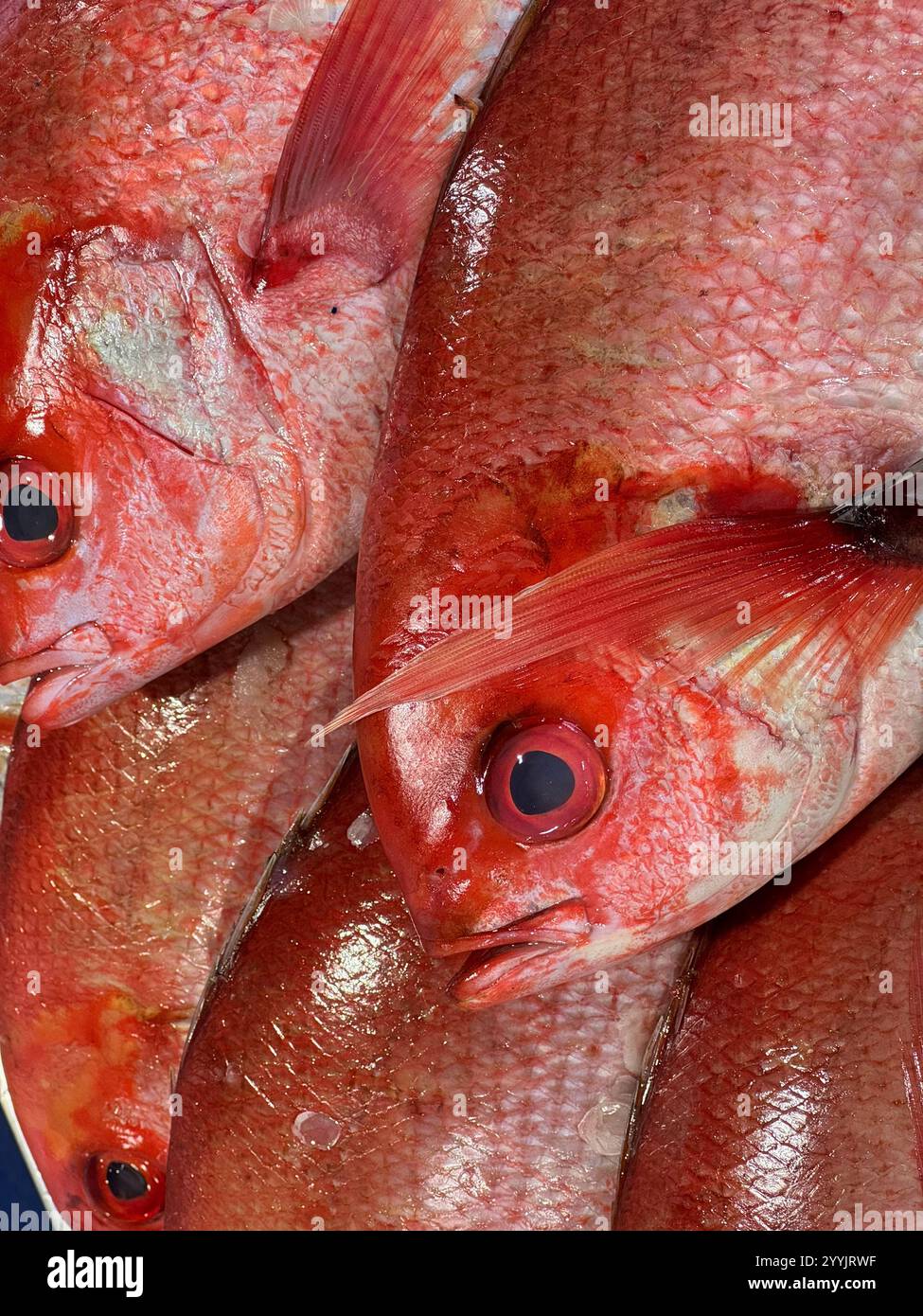 Vermillion Snapper fish on a wet fish display counter in England Stock ...