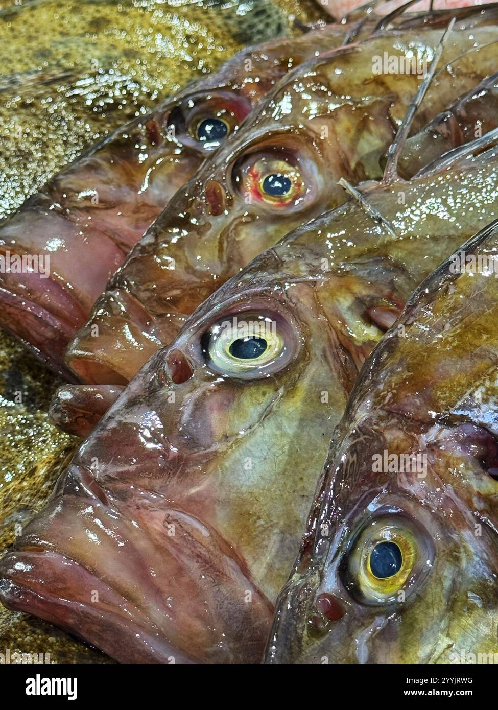 John Dory fish (Zeus faber) on a wet fish display counter in England ...