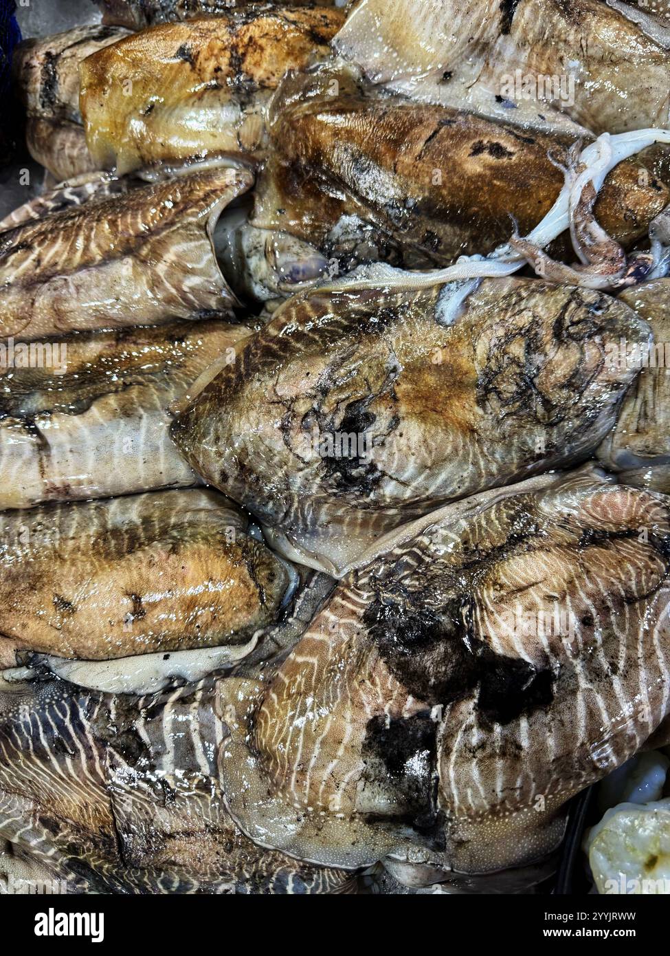 Cuttle fish display hi-res stock photography and images - Alamy