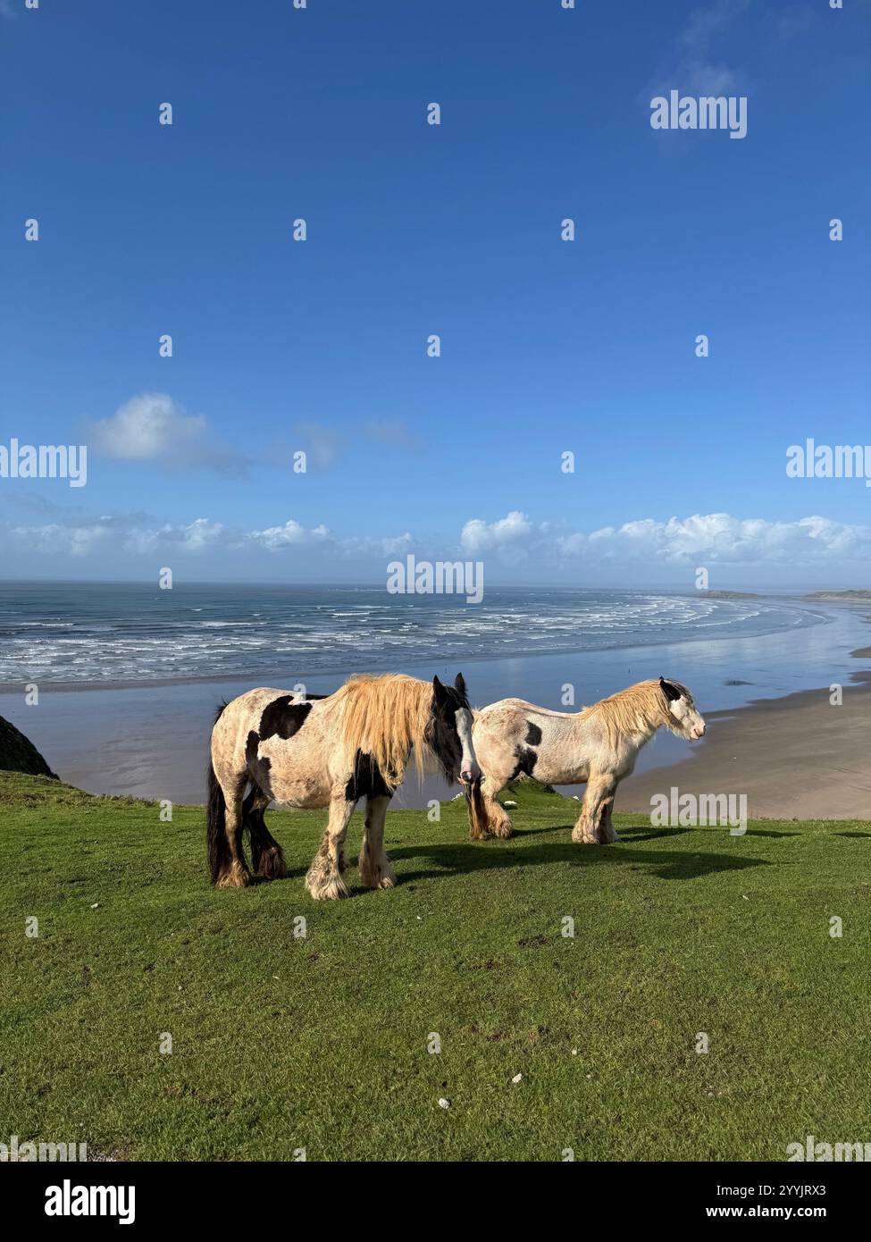 Wild ponies on the clifftop above Rhossili bay, Gower, Swansea, Wales ...