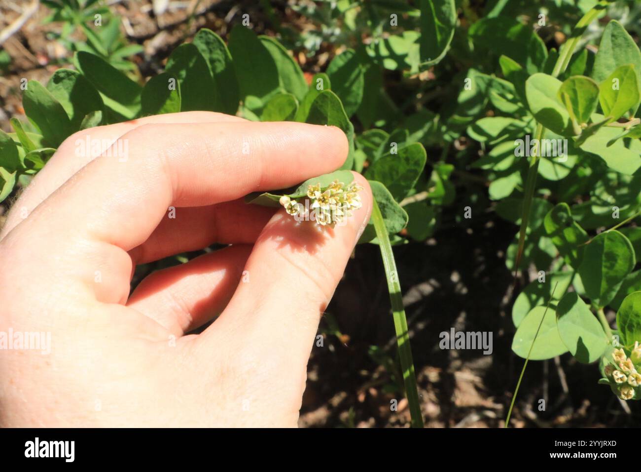 bastard toadflax (Comandra umbellata Stock Photo - Alamy