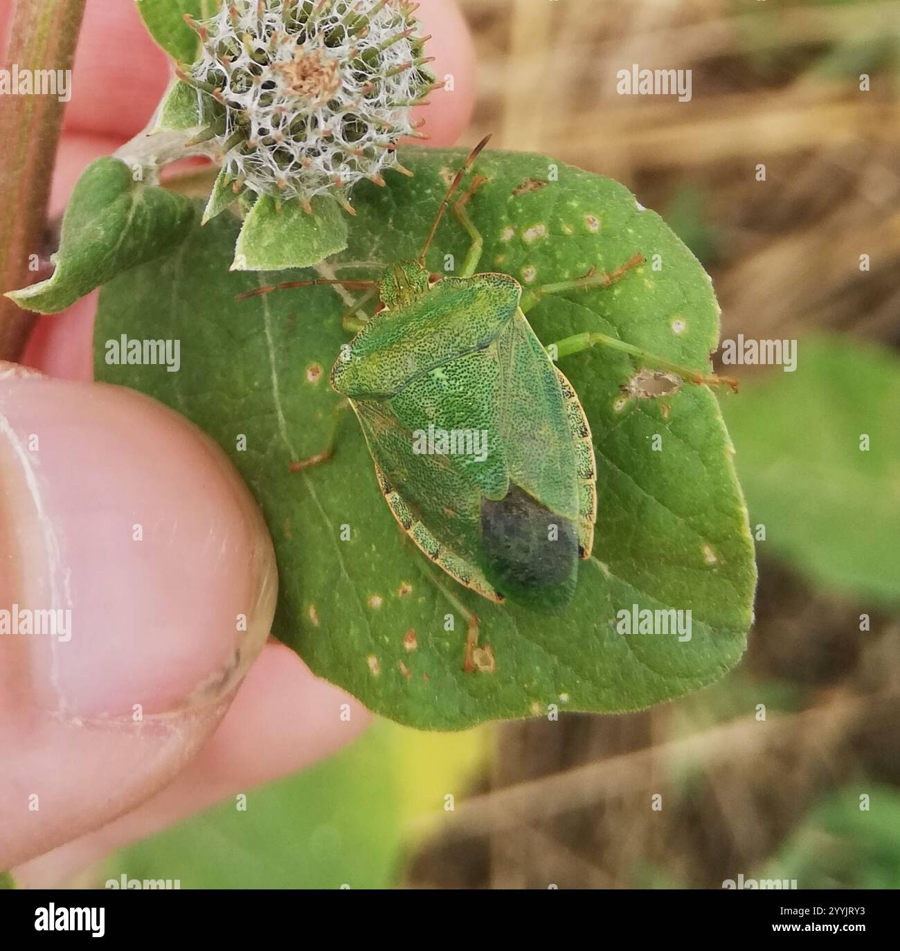 Green Shield Bug (Palomena prasina Stock Photo - Alamy